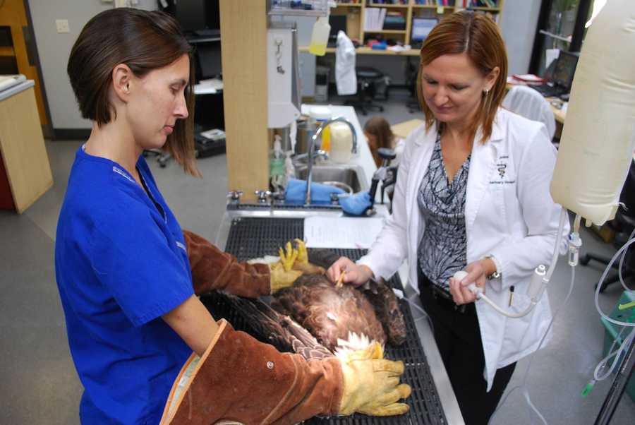 Images: Bald eagle recovering from pellet gun injuries