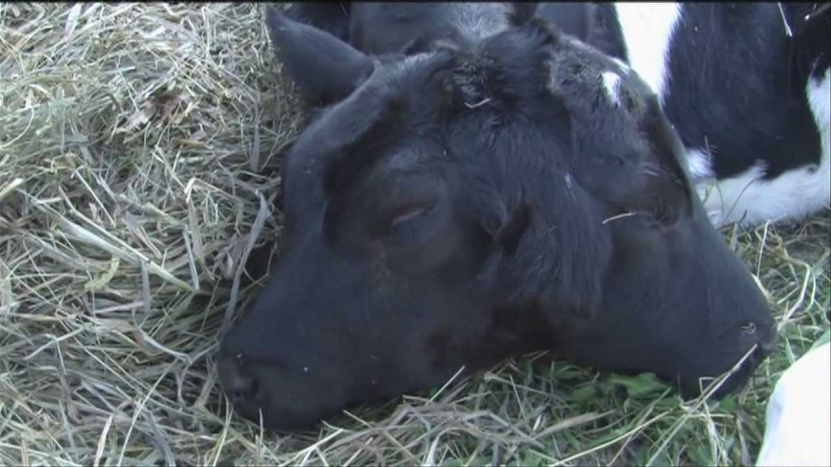 Vermont cow delivers calf with 2 heads
