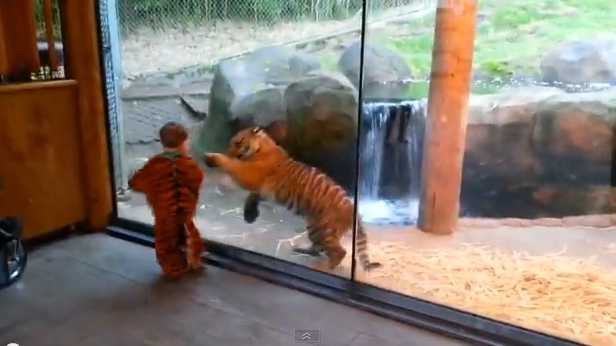 Viral video: Boy in tiger costume plays with tiger