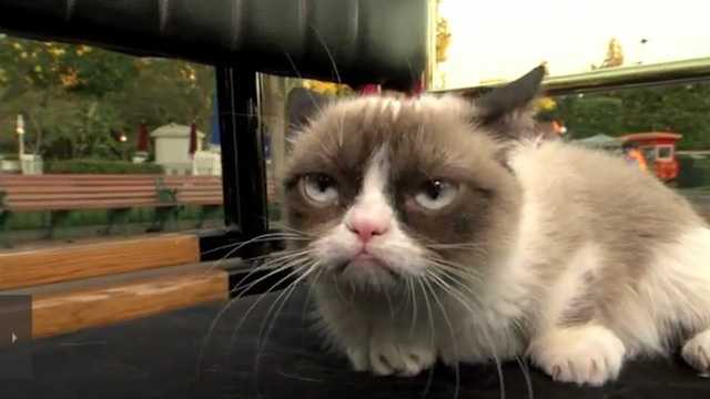 Video: Grumpy Cat not impressed by Disney
