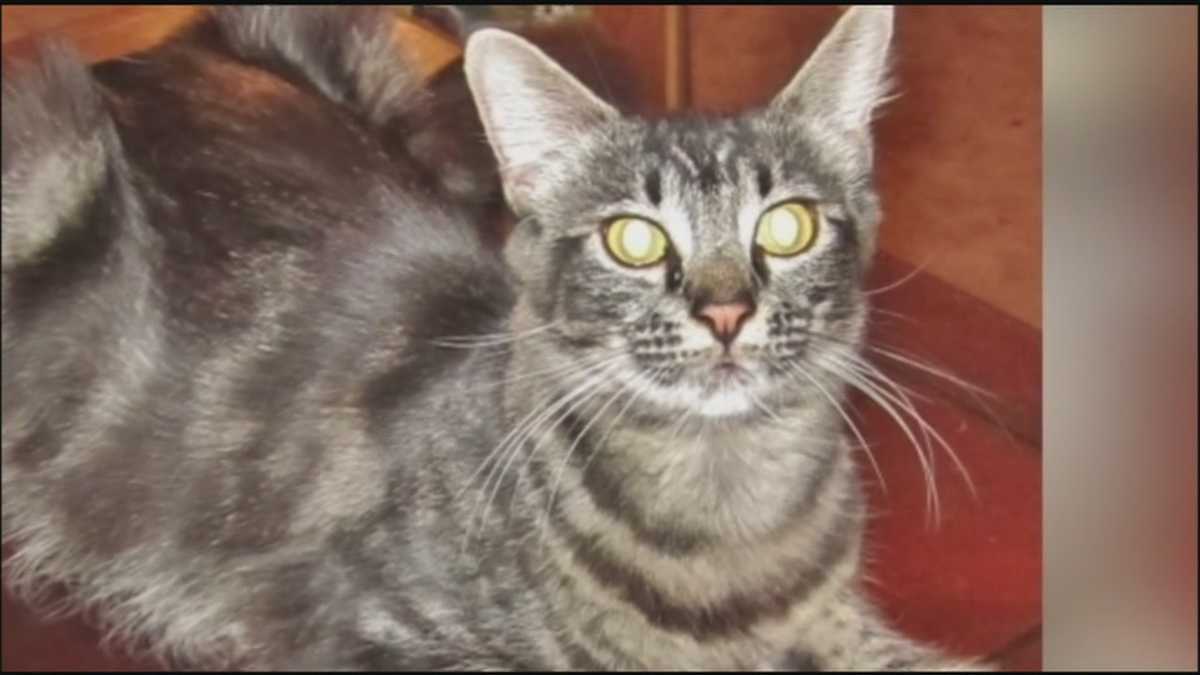 Woman Needs Help Finding Home For 16 Cats woman-needs-help-finding-home-for-16-cats