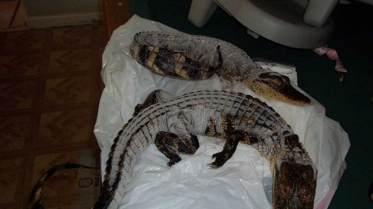 Images: Meth, frozen alligators found in home