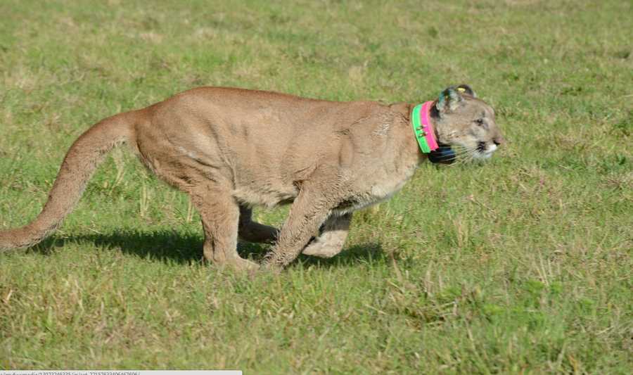 Images: Rehabilitated female Florida panther released