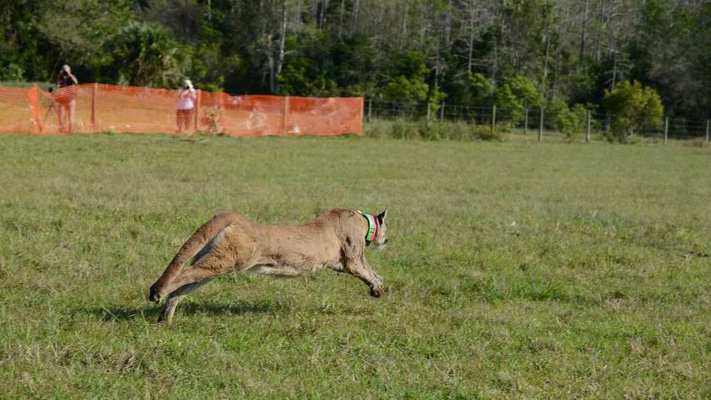 Images: Rehabilitated female Florida panther released