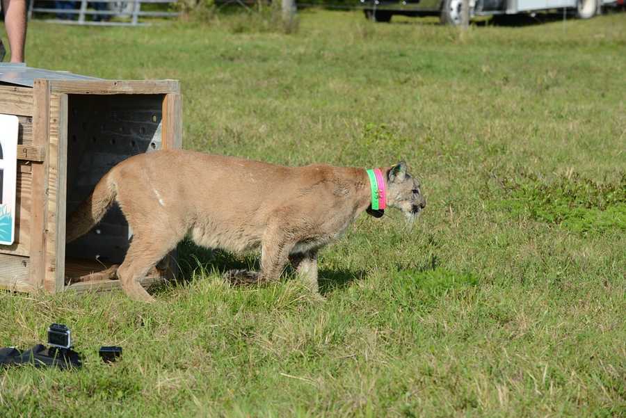 Images: Rehabilitated female Florida panther released