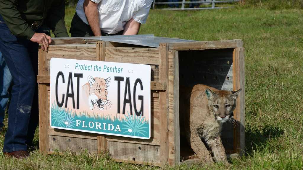 Images: Rehabilitated female Florida panther released