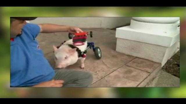 Chris P. Bacon to be featured in documentary