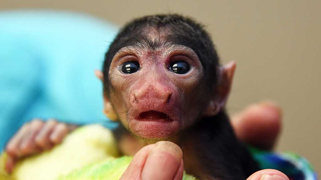 Photos: Three baby animals born at Zoo Miami