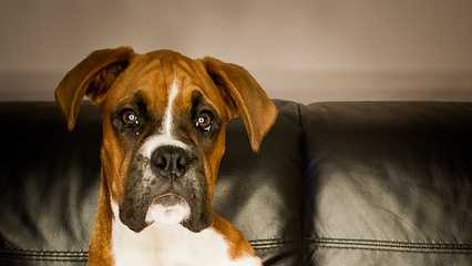 List: Most popular dog breeds in Florida