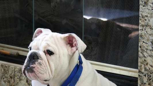List: Most popular dog breeds in Florida