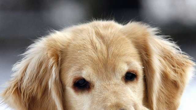 List: Most popular dog breeds in Florida