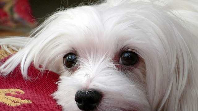 List: Most popular dog breeds in Florida