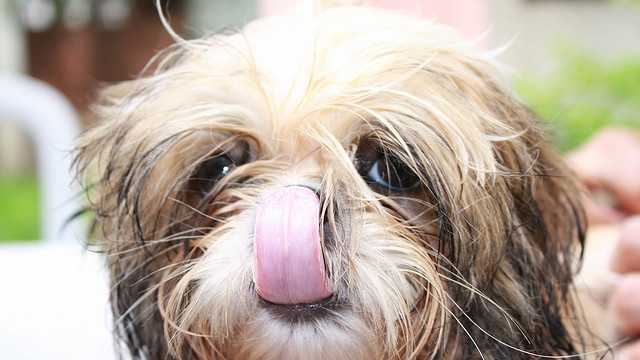 List: Most popular dog breeds in Florida