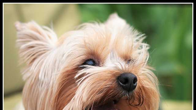 List: Most popular dog breeds in Florida