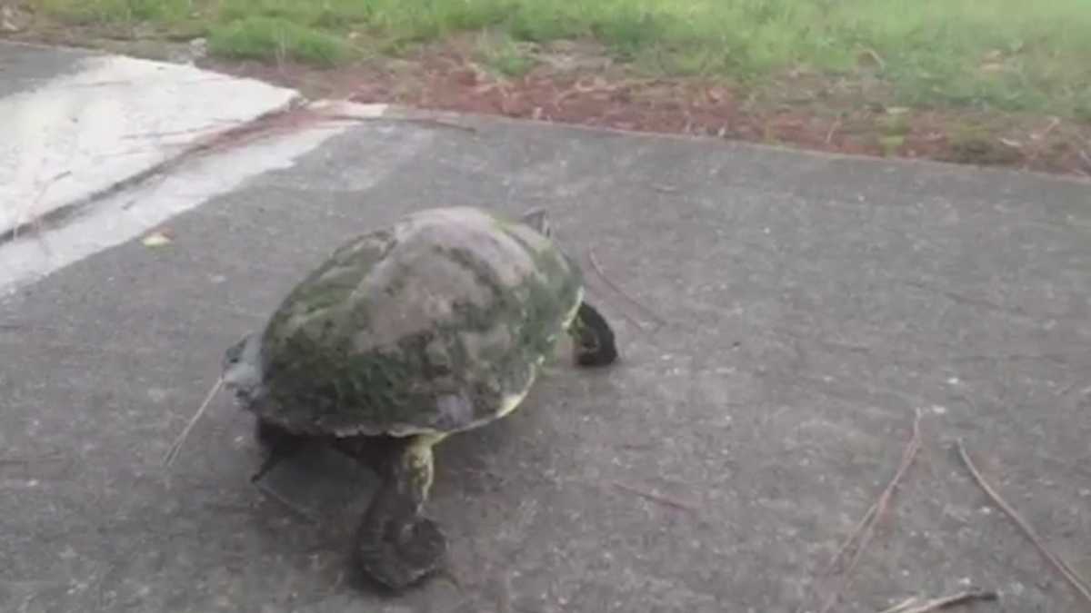 Police: 3 men arrested in freshwater turtle-poaching bust Police: 3 men arrested in freshwater turtle-poaching bust