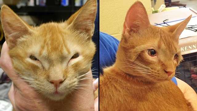 Florida cat born without eyelids gets second chance