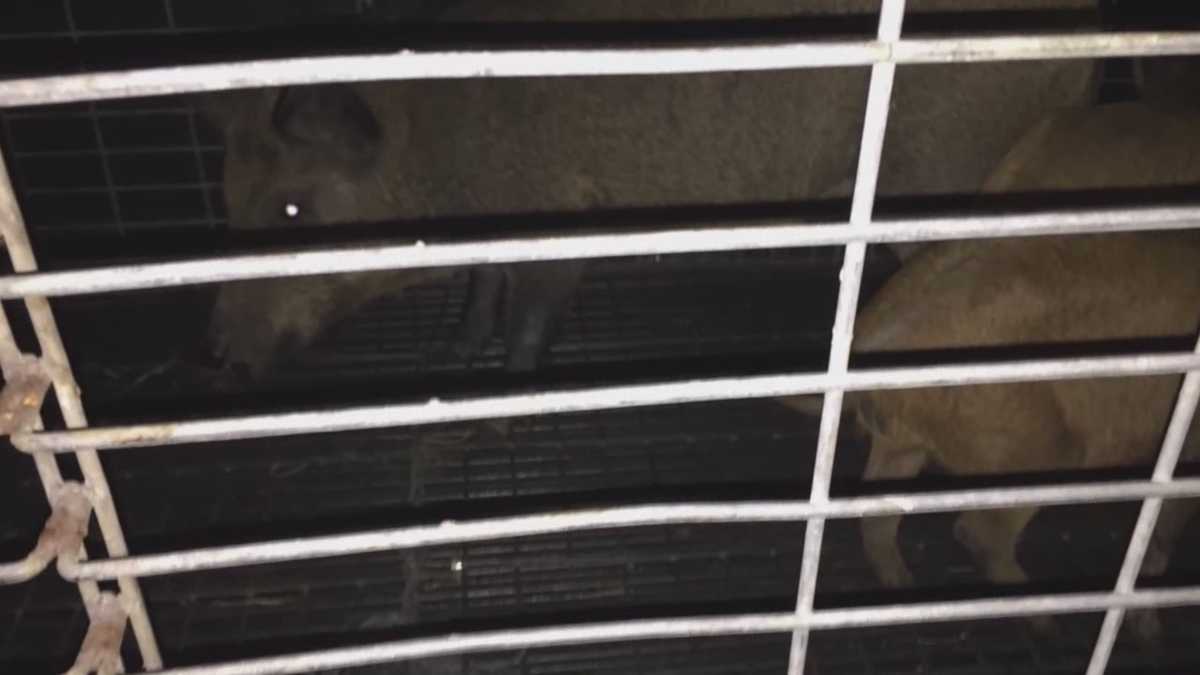 Hogs running wild, destroying lawns in Brevard neighborhood