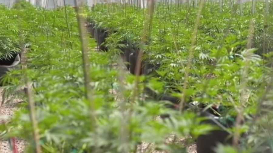 Floridians reject Amendment 2 for medical marijuana Floridians reject Amendment 2 for medical marijuana