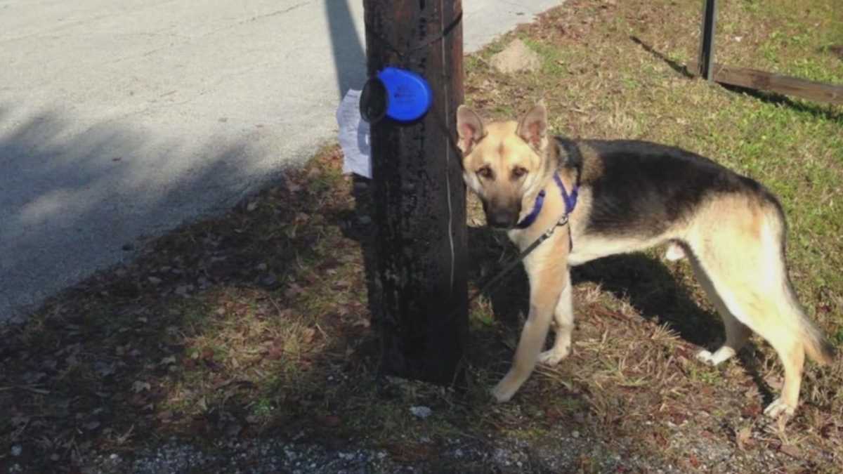 Dog found abandoned, tied to telephone pole