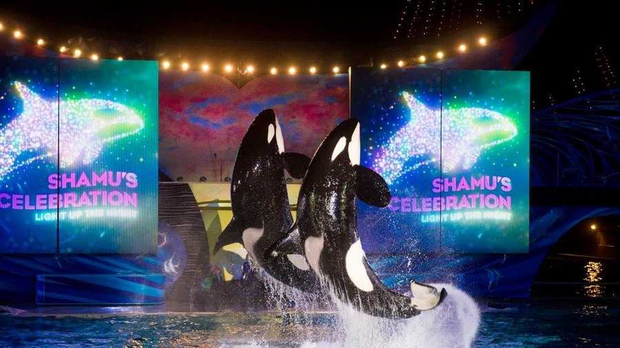 New nighttime shows to premiere at Seaworld and Aquatica this summer
