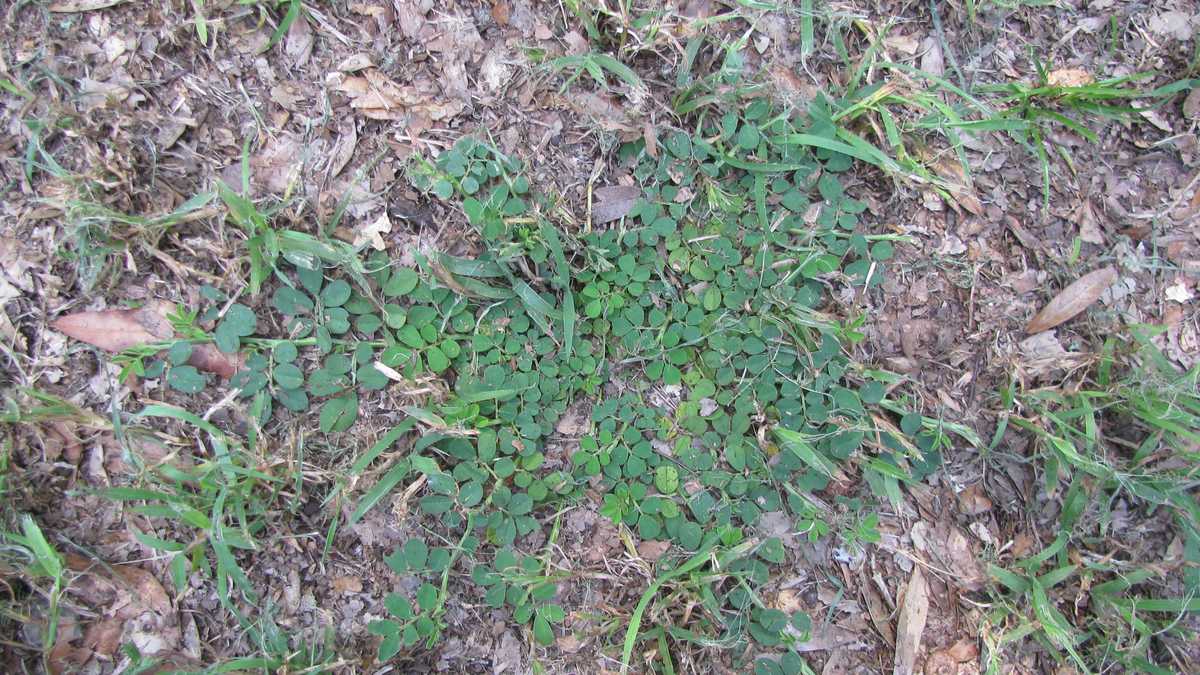 Photos: Creeping Indigo weed