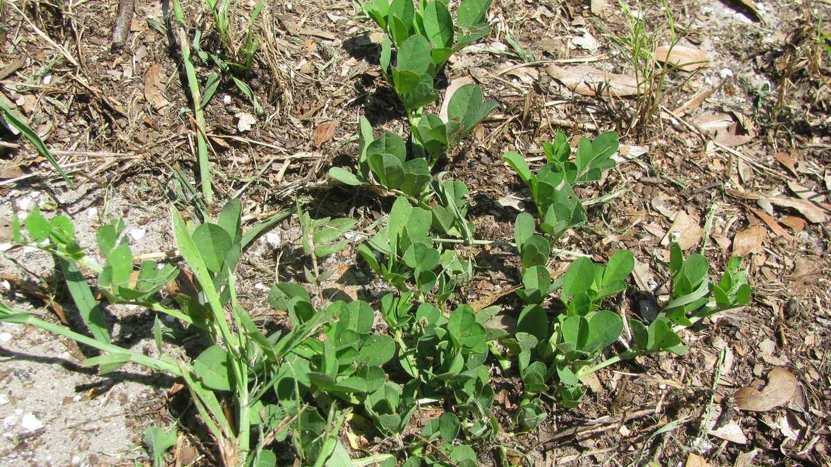 Photos: Creeping Indigo weed