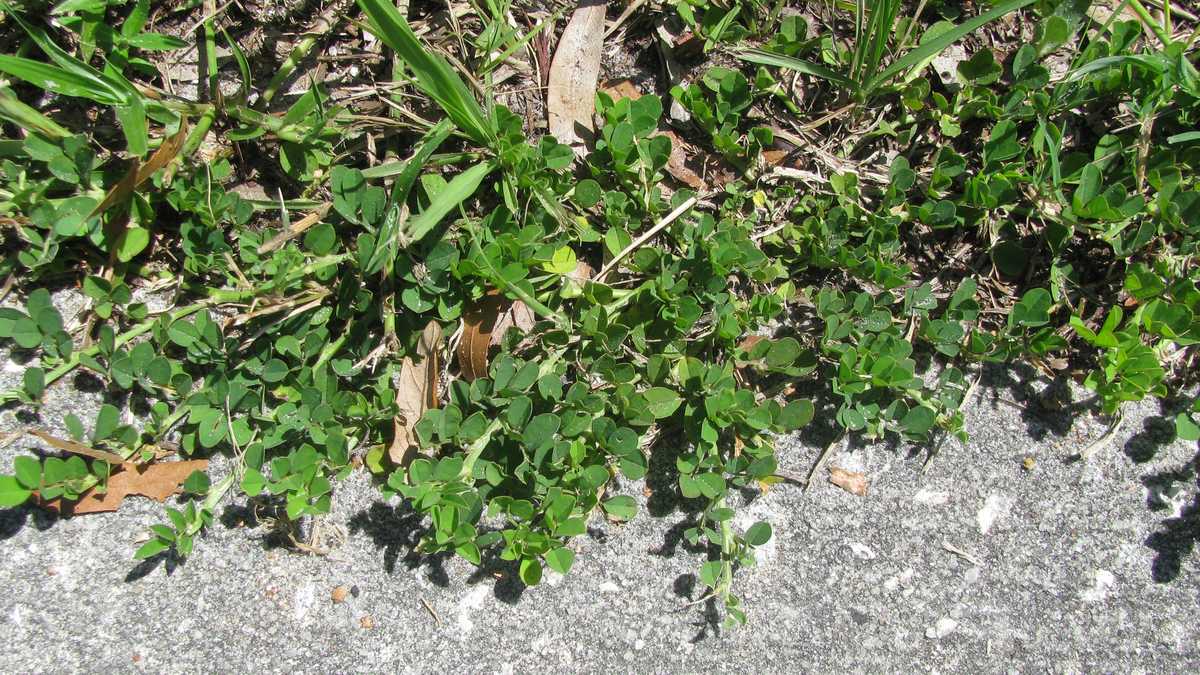 Photos: Creeping Indigo weed