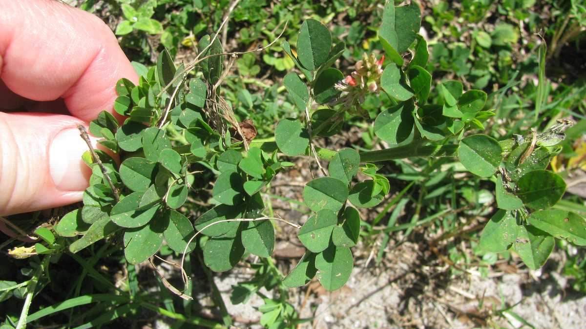 Photos: Creeping Indigo weed