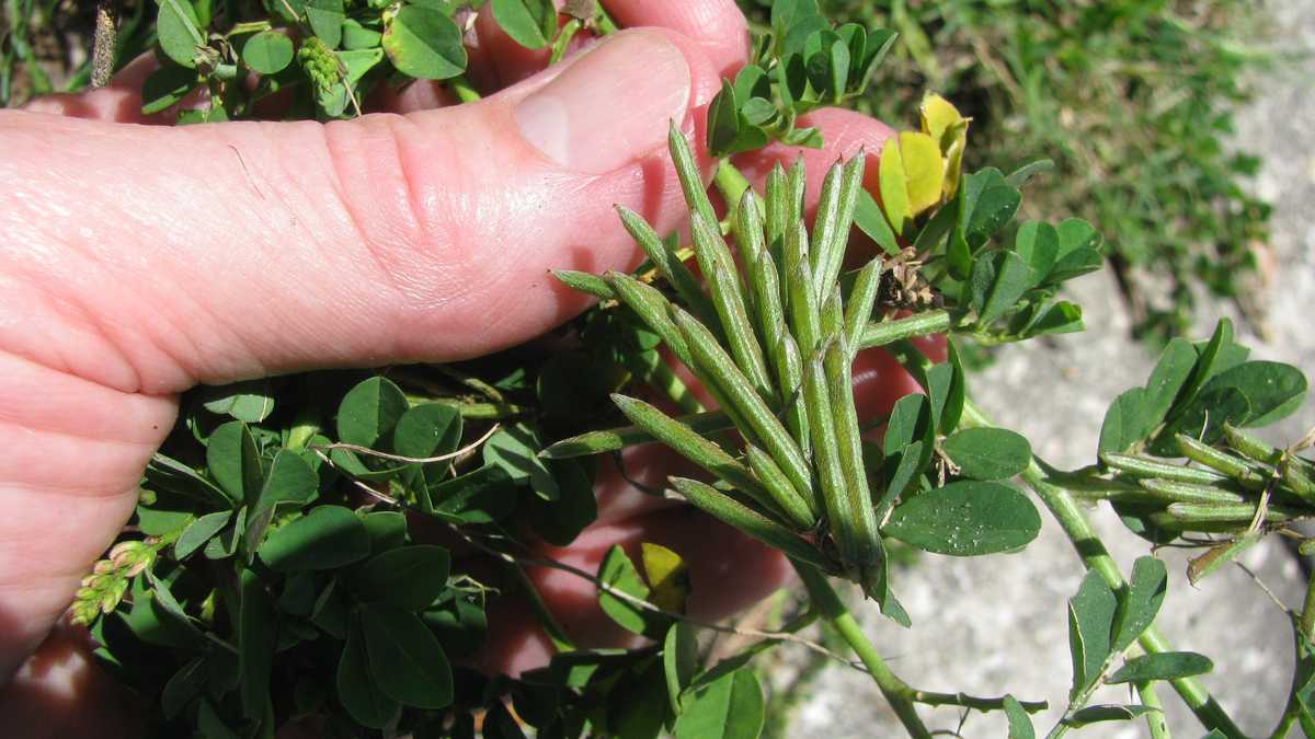 Photos: Creeping Indigo weed