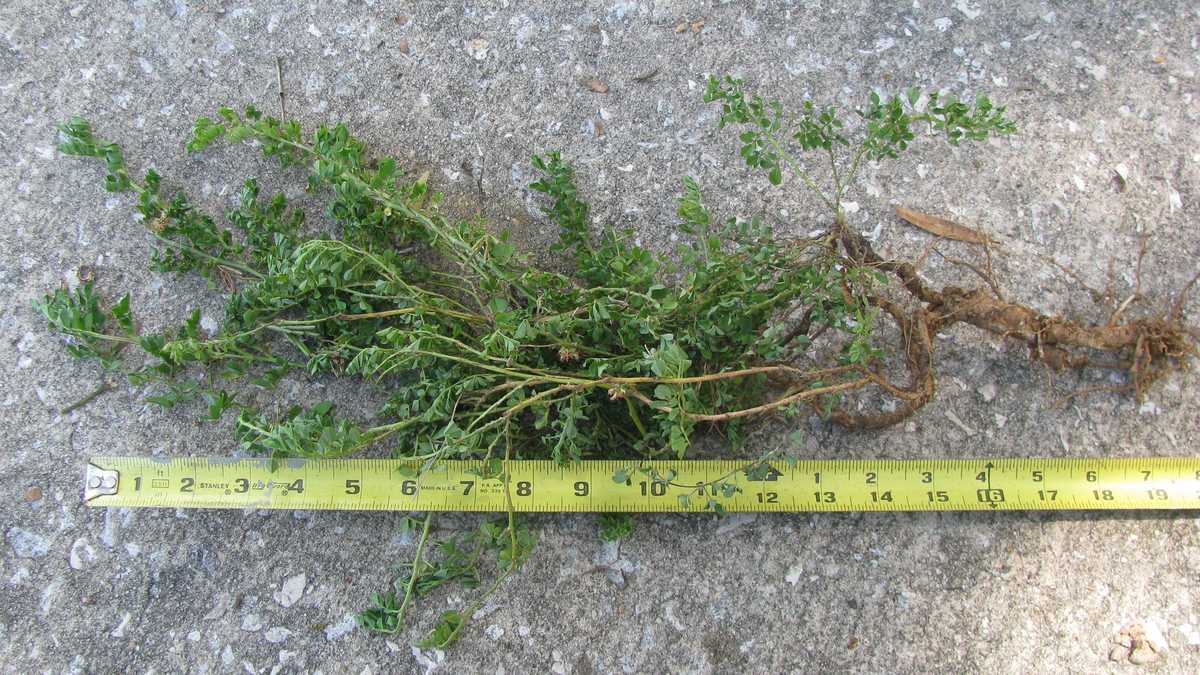 Photos: Creeping Indigo weed