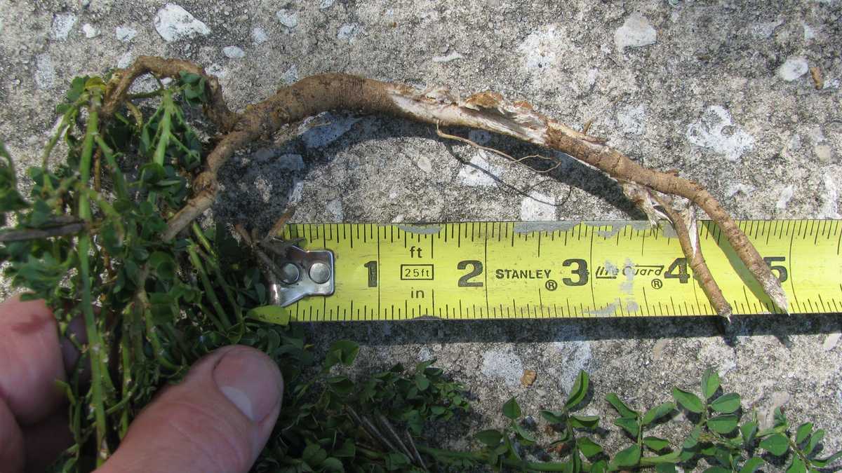 Photos: Creeping Indigo weed