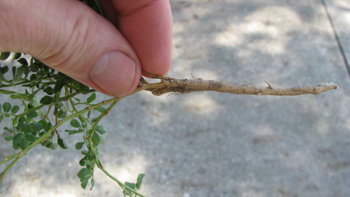Photos: Creeping Indigo weed