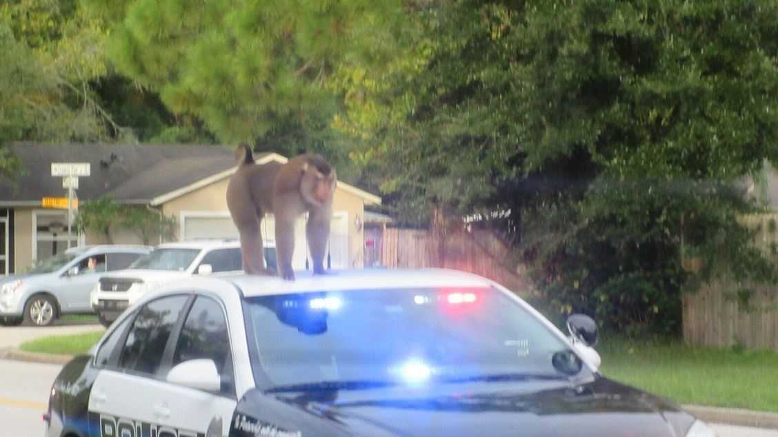 Monkey runs loose in Sanford neighborhood
