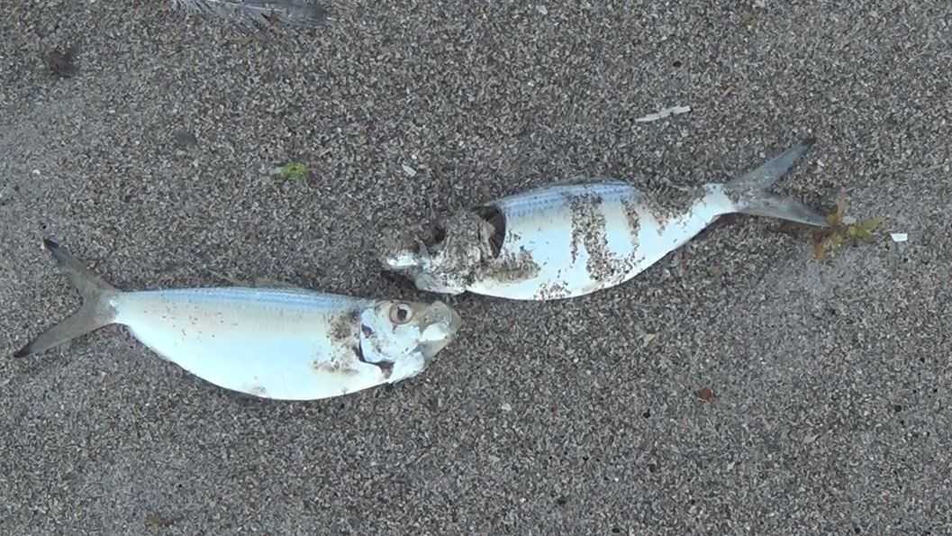 Thousands of dead fish wash ashore in Brevard County