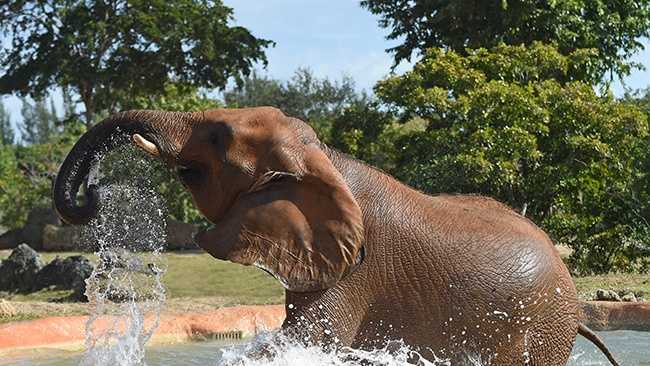 Photos: Zoo Miami elephant enjoys her morning bath