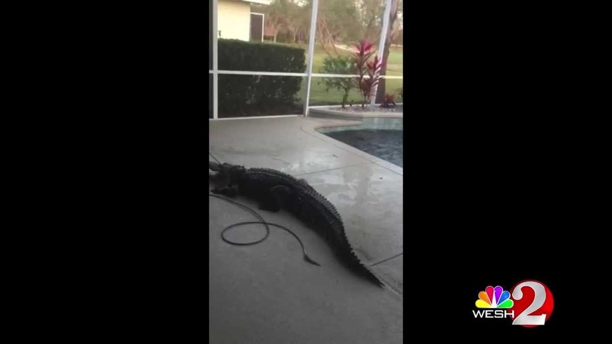 Lakeland family finds huge gator in swimming pool