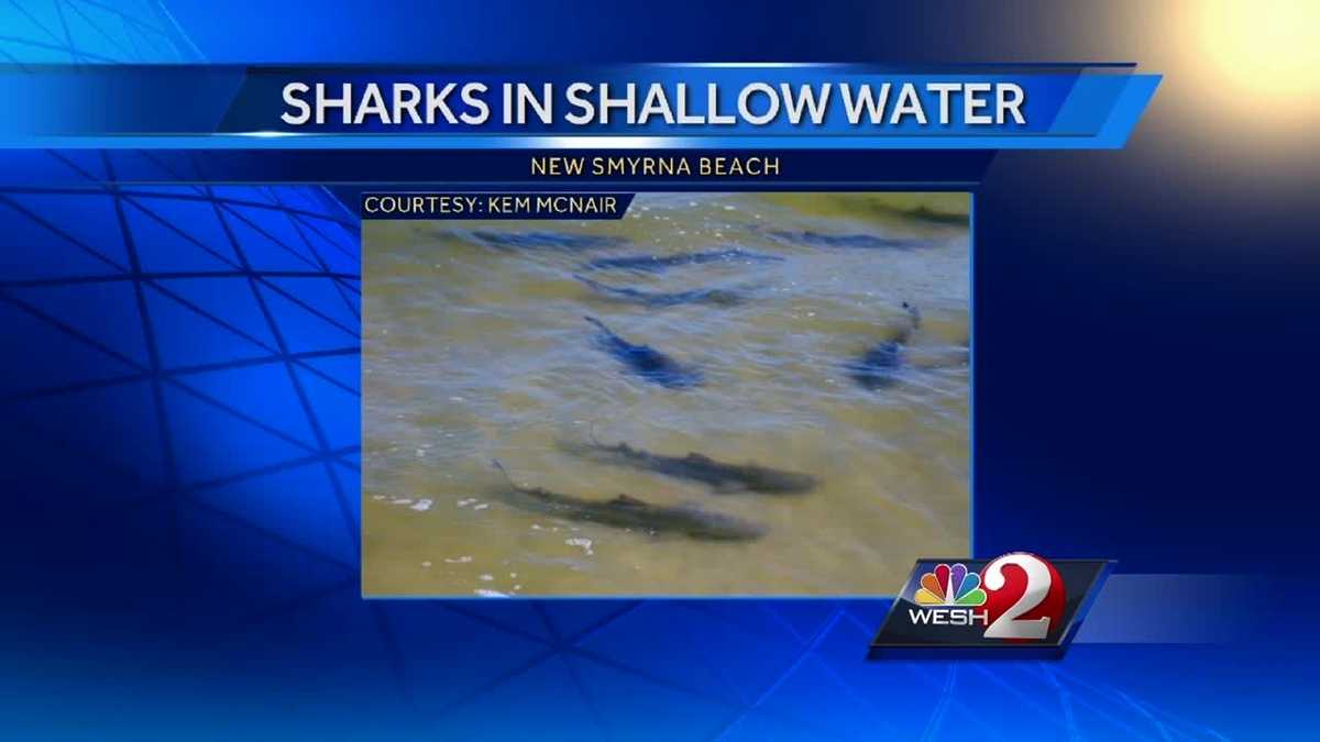 Thousands of sharks cruise the Central Florida coastline