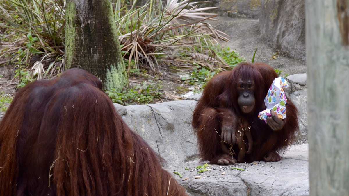 Orangutans hunt for eggs at Tampa’s Lowry Park Zoo