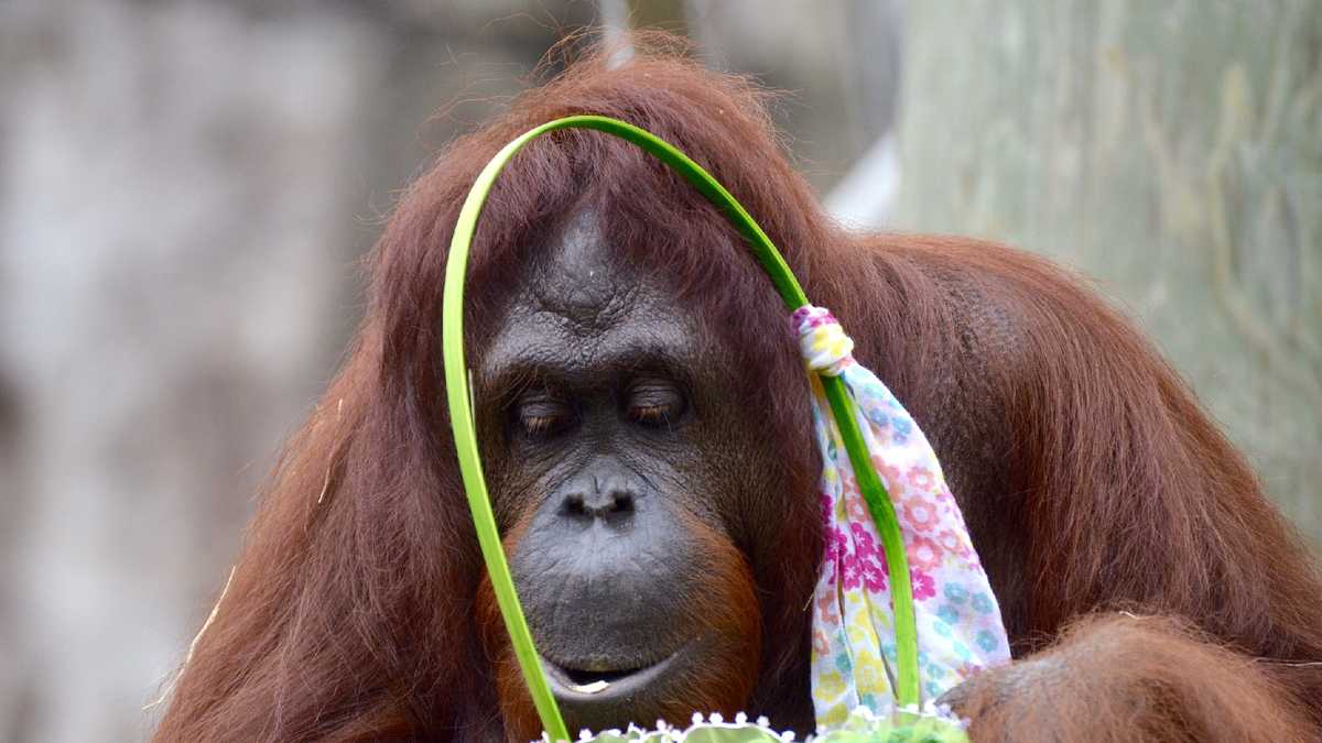 Orangutans hunt for eggs at Tampa’s Lowry Park Zoo