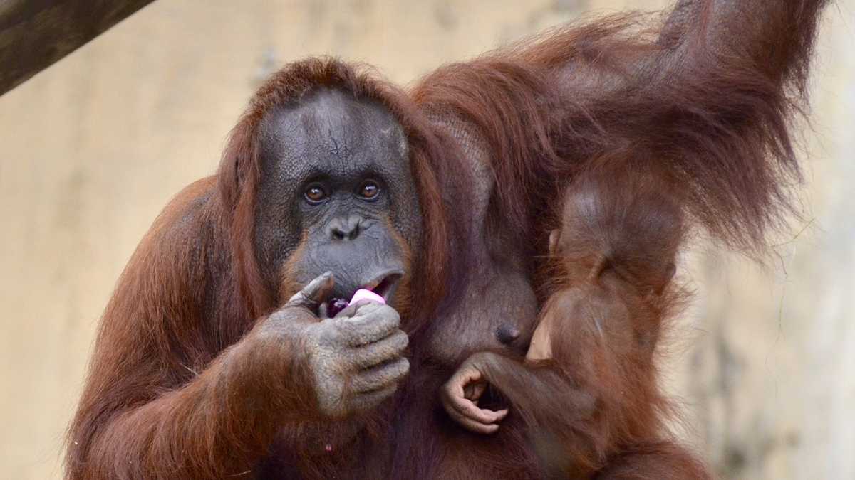 Orangutans hunt for eggs at Tampa’s Lowry Park Zoo