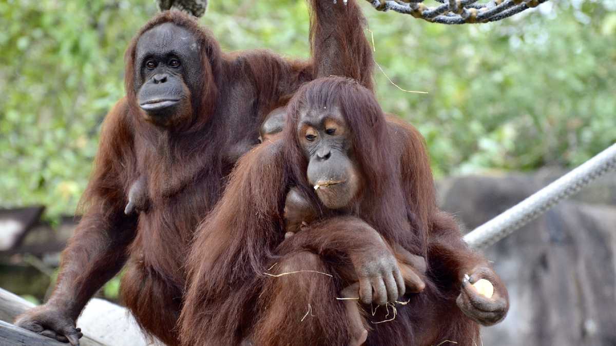 Orangutans hunt for eggs at Tampa’s Lowry Park Zoo