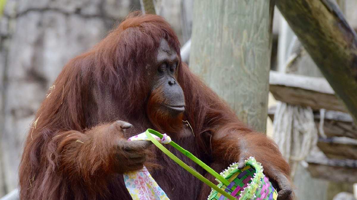 Orangutans hunt for eggs at Tampa’s Lowry Park Zoo