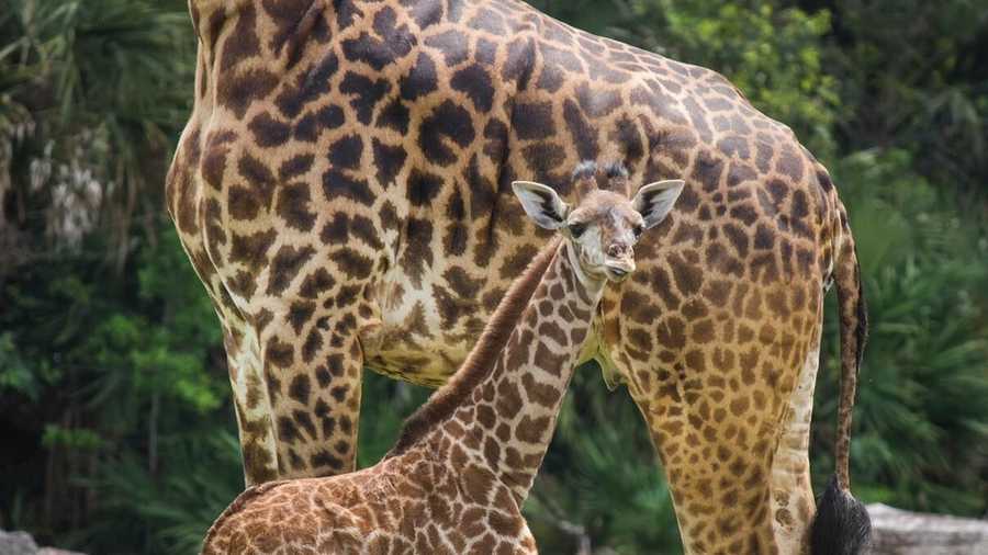 Baby giraffe born at Brevard Zoo