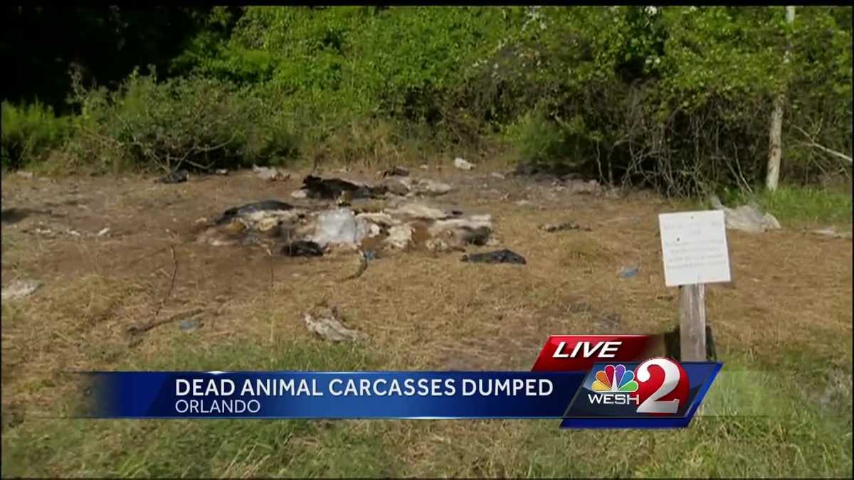 Animal carcasses dumped in Orlando neighborhood