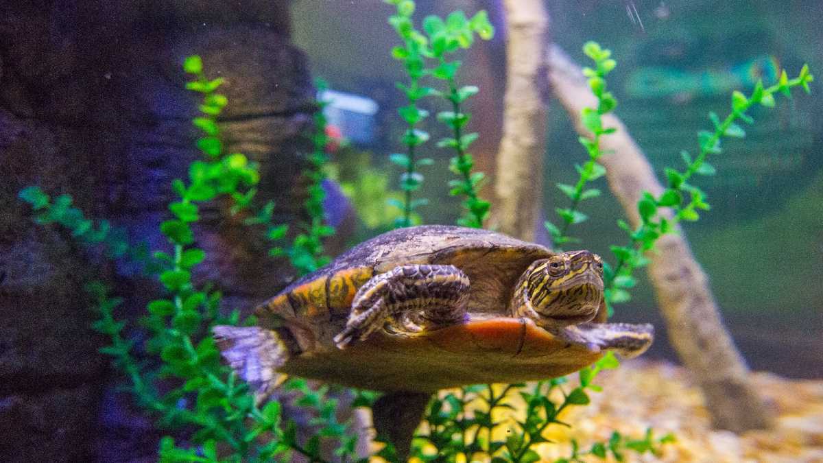 Sea Life Aquarium Orlando opens Turtle Fest exhibit