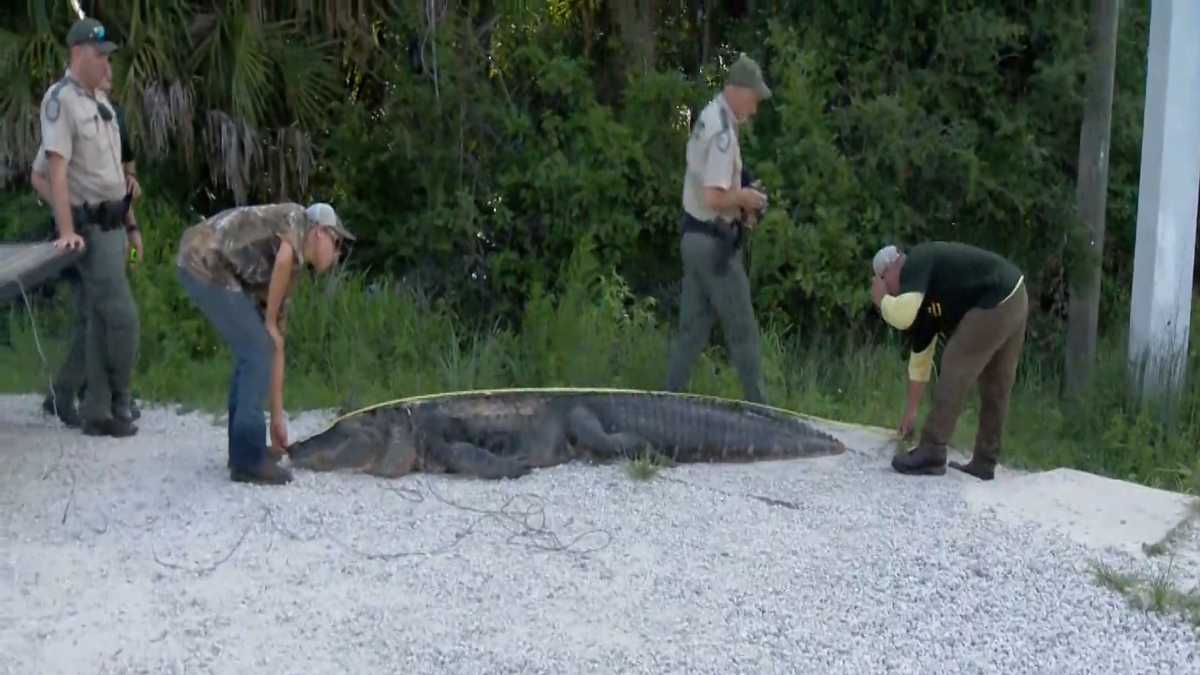 Woman hospitalized after being bitten by alligator in Seminole County
