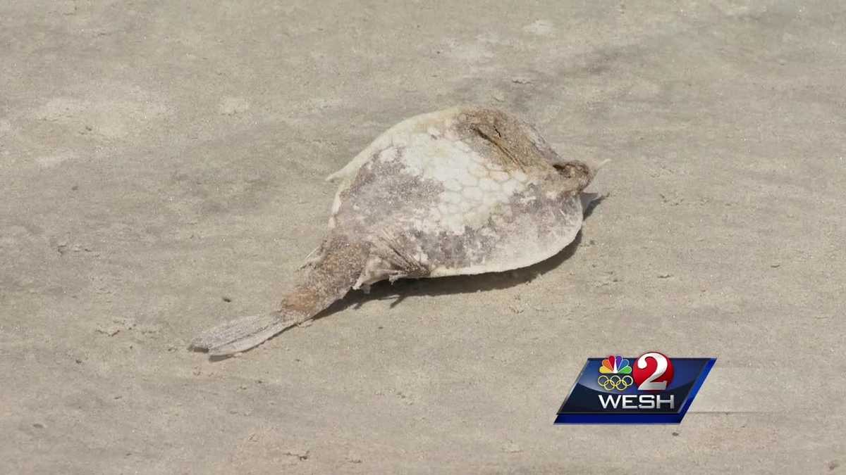 Dead fish litter some Volusia County beaches