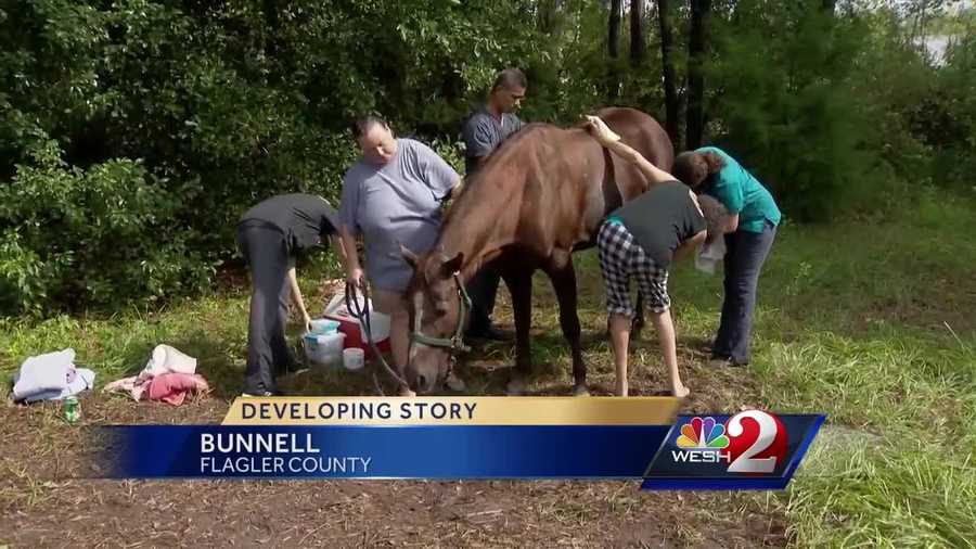 Horse, 'Mercy,' rescued from septic tank