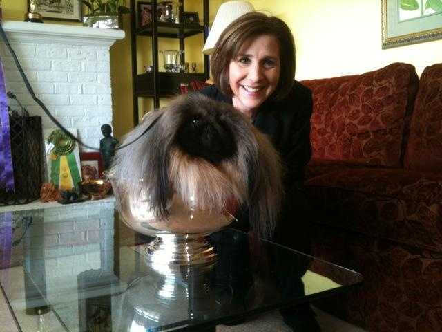 WGAL's Susan Shapiro Meets Dog Show Champ Malachy