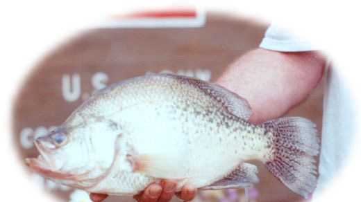 How big are Pa's record fish?